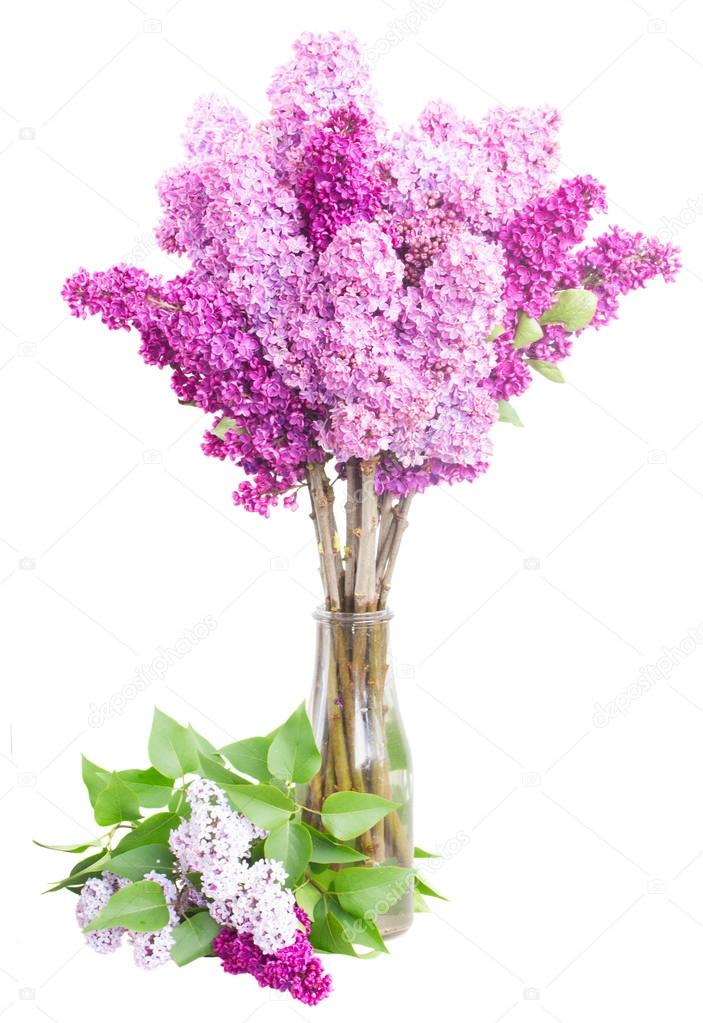 Цветы сирени стоковое фото ©neirfys 73457957