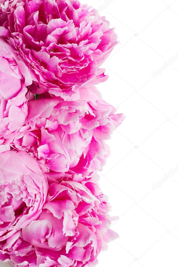 Pink peonies border Stock Photo by ©Neirfys 73981025