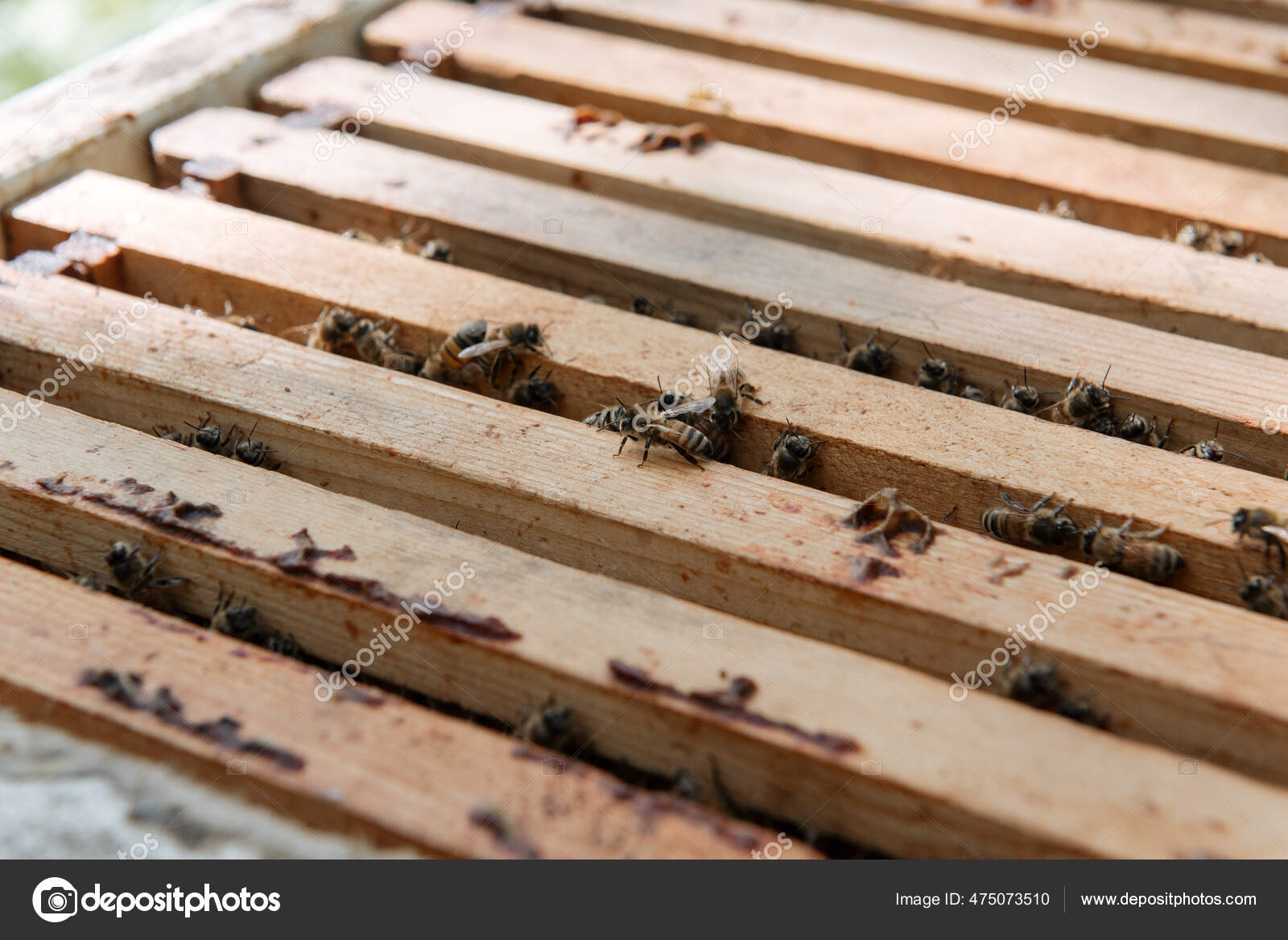 Beehive open for inspection by the beekeeper — Stock Photo © thirteen ...