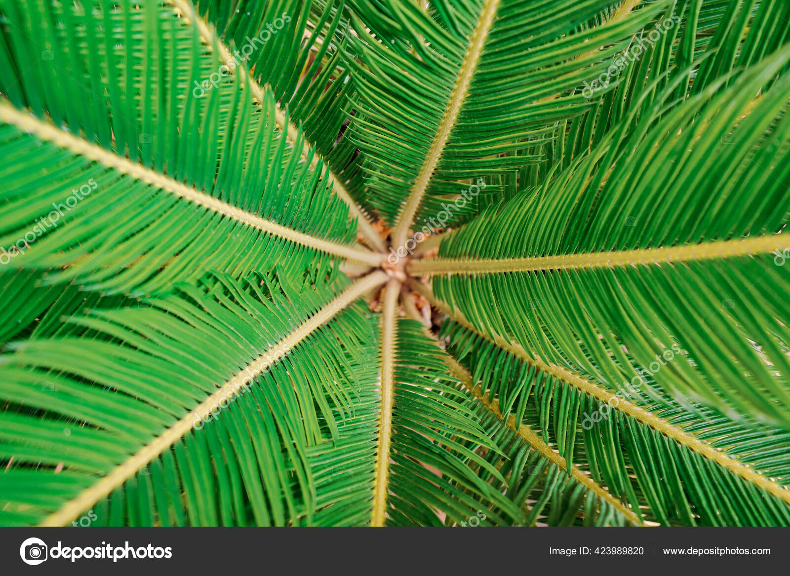 Palm tree texture Stock Photo by ©arthurhidden 423989820