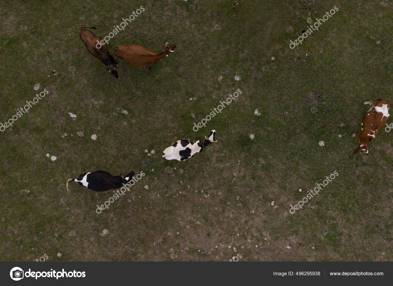 Top view cows grazing on field — Stock Photo © arthurhidden #496295938