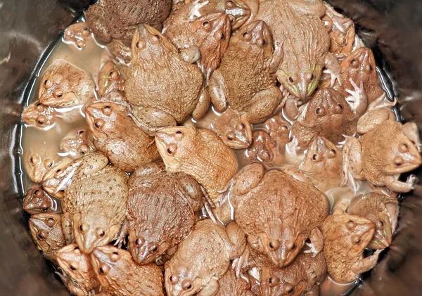 Frog meat Stock Photos, Royalty Free Frog meat Images | Depositphotos®