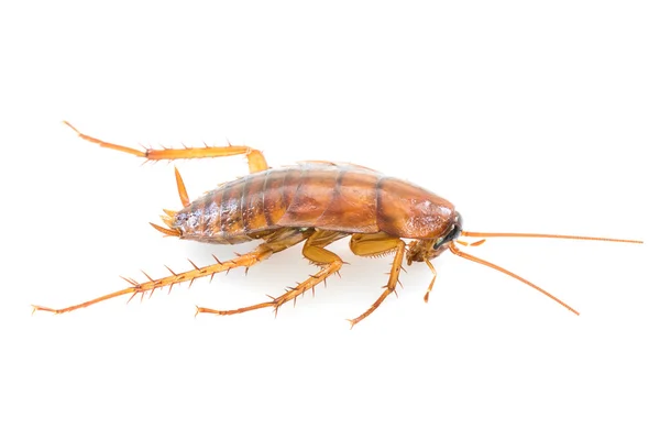 Cockroach bottom view isolated on white — Stock Photo © Kasza #25008723