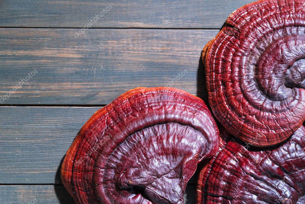 Primer plano del hongo Ling zhi, hongo Ganoderma lucidum sobre mesa de ...