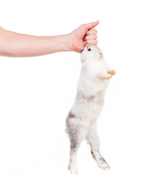 Hand holding rabbit Stock Photos, Royalty Free Hand holding rabbit ...