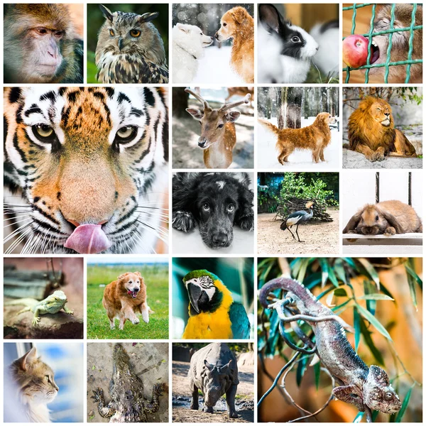 Images: wild animals collage | Wild animals collage — Stock Photo ...