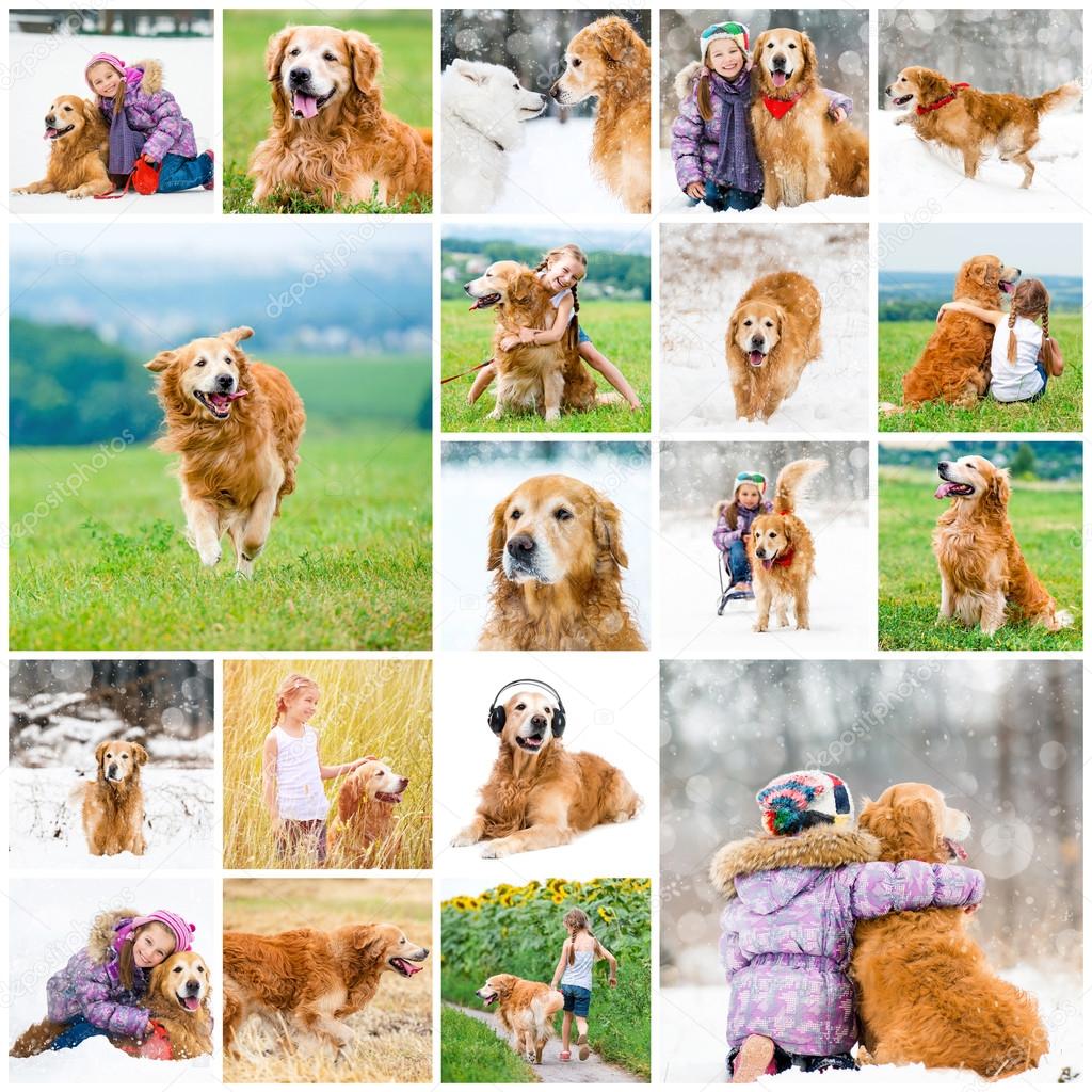 Collage Golden Retriever