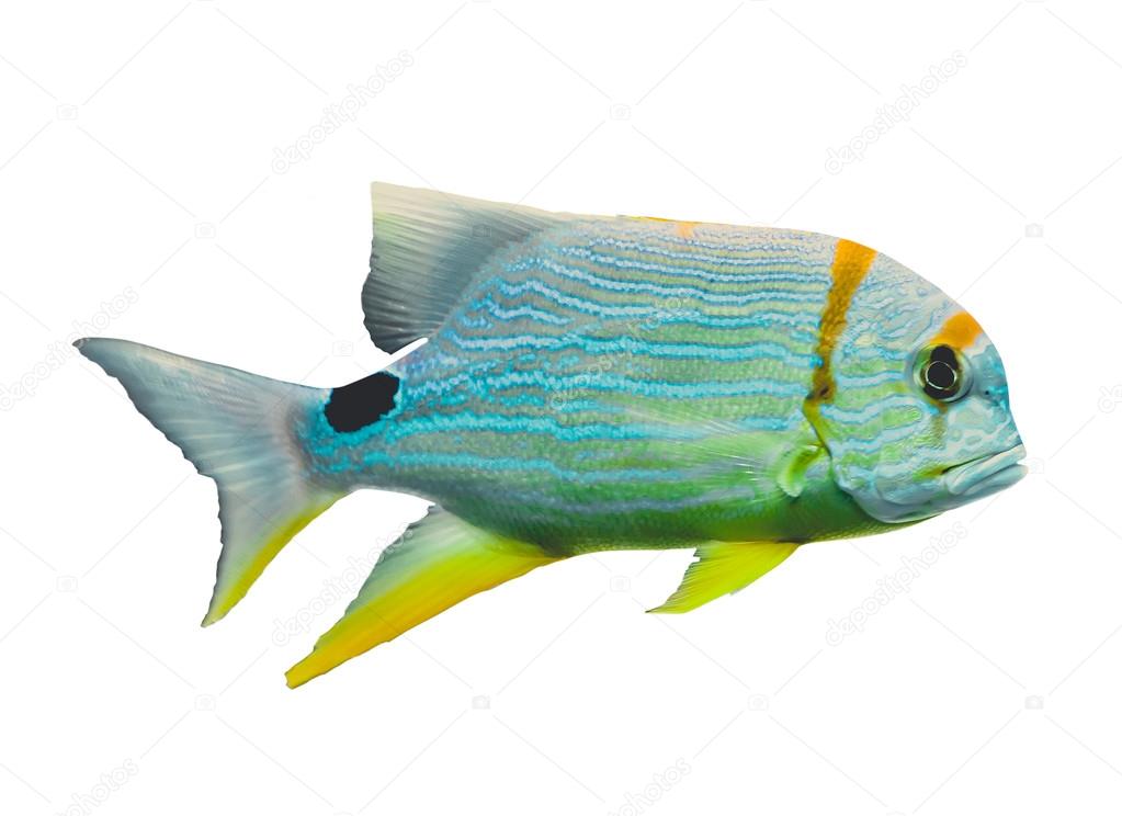 Tropical fish Stock Photo by ©GekaSkr 74236497