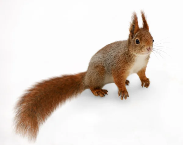 Eurasian red squirrel in front of a white background — Stock Photo ...