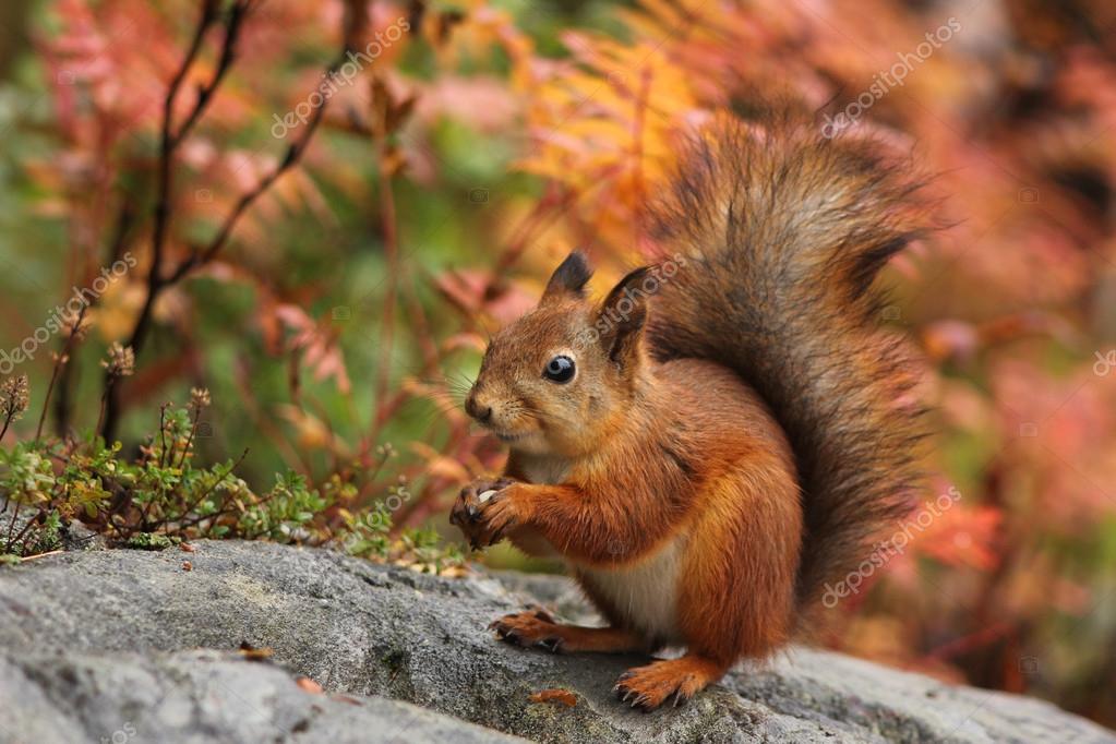 Mignon écureuil roux en automne — Photographie anterovium © #56664005