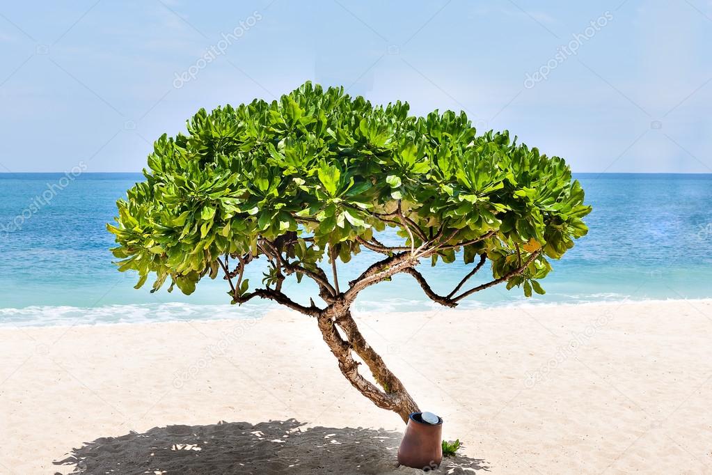 Small ornamental tree on the beach with horizon — Stock Photo ...