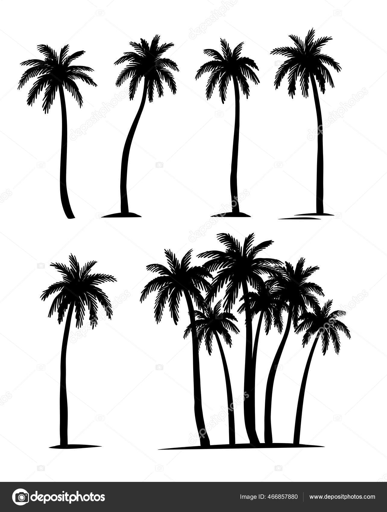 Silhouette De Palmier Blanc