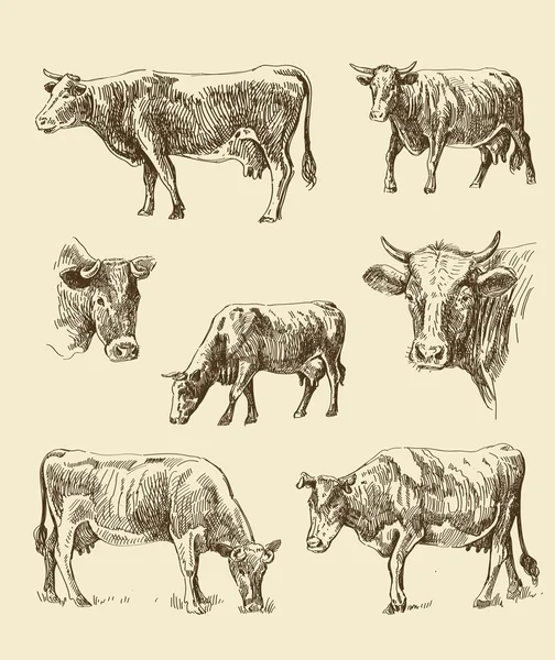 Farm cattle bulls and cows. Different breeds of domestic animals ...