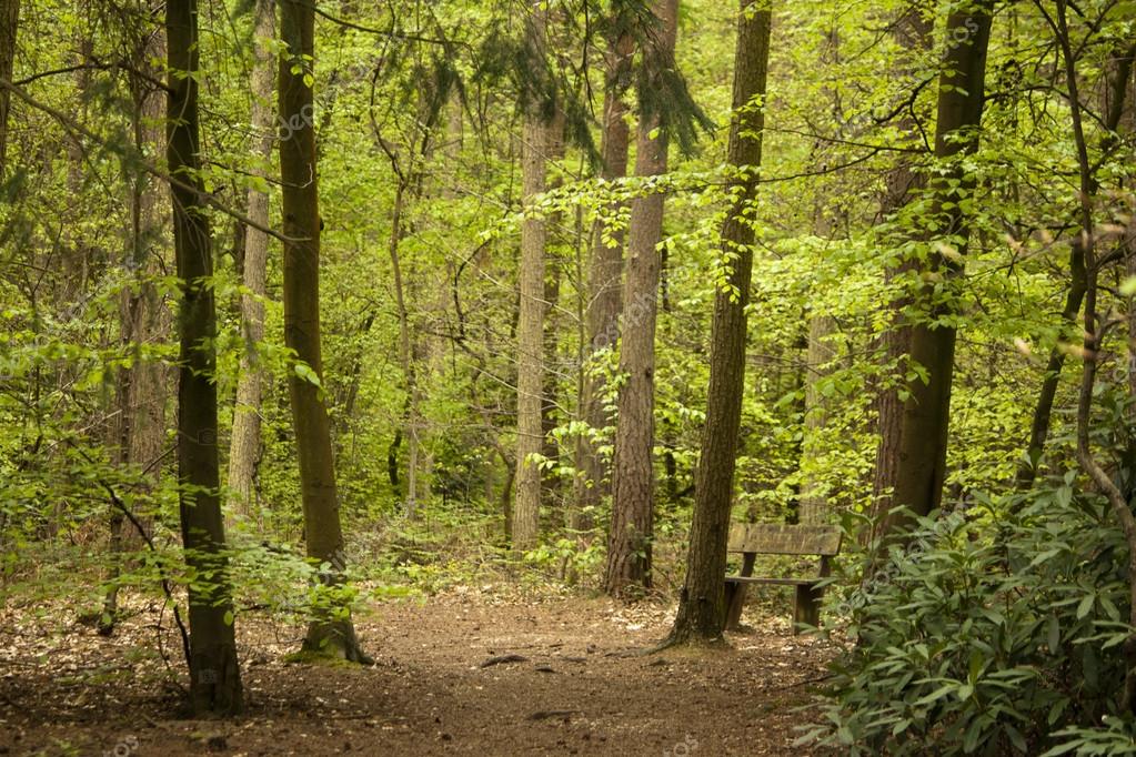 Un paseo por los rboles 2024