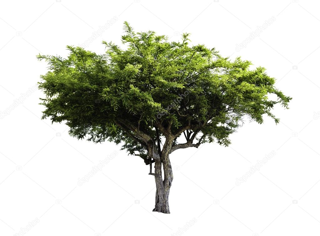 Amla Fruit tree isolated Stock Photo by ©nbriam 71750821