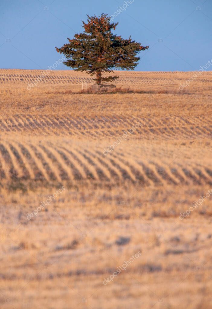 Lone Tree Saskatchewan Prairie Filas de relleno de cultivos 2024