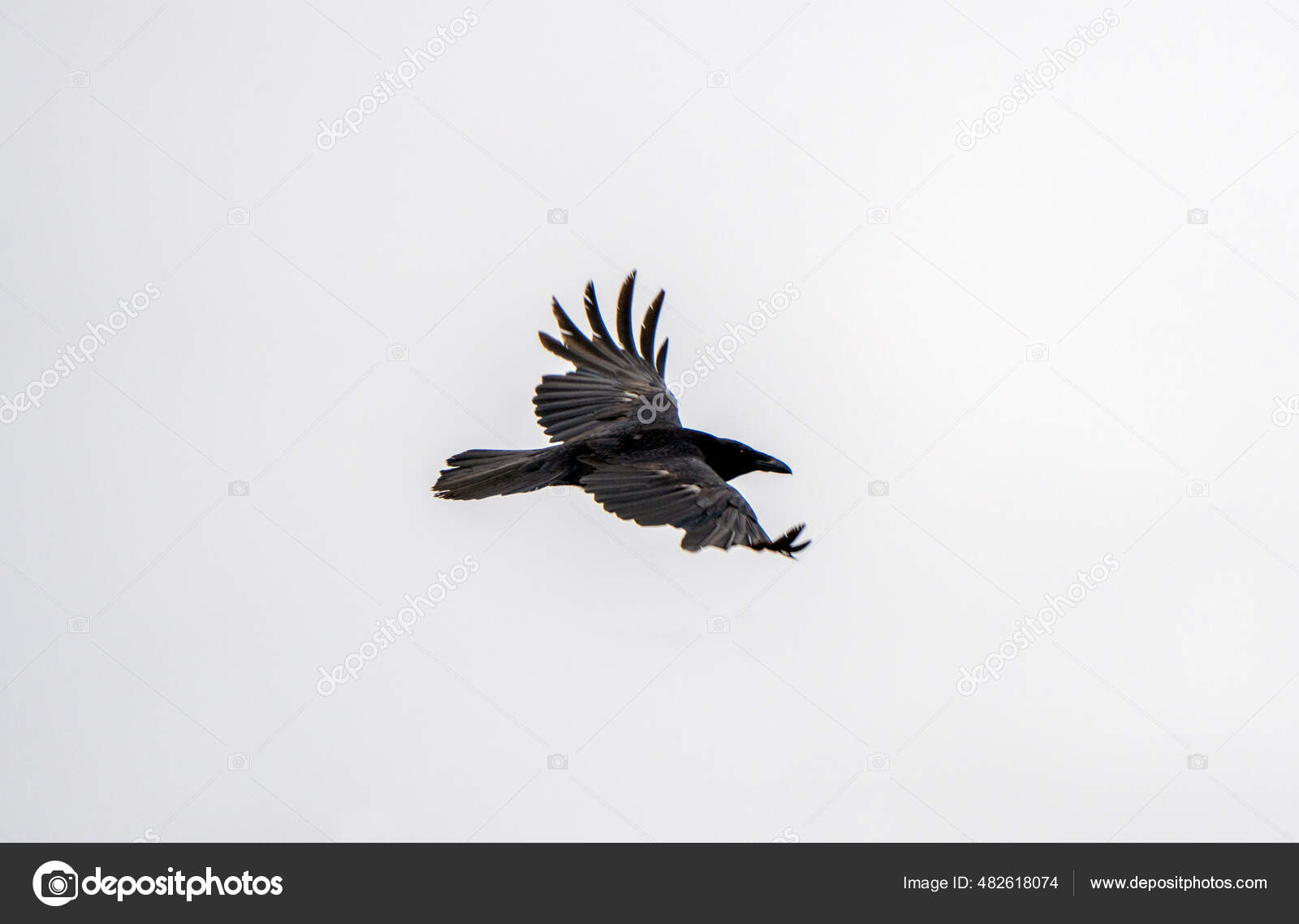 Crow Raven Flight Spring Saskatchewan Canada — Stock Photo © pictureguy ...