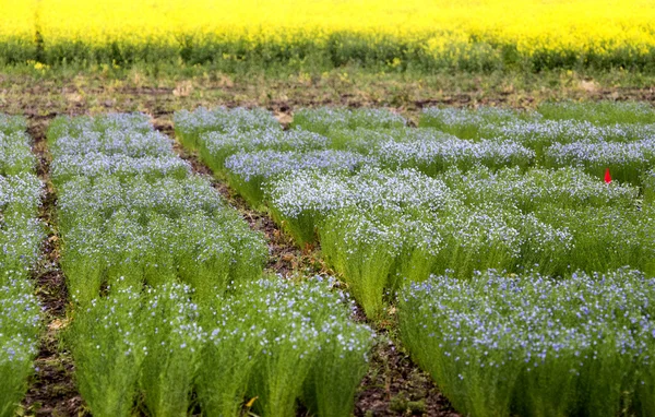 Flax Crop Saskatchewan - Stock Image - Everypixel