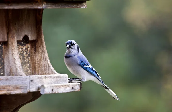 Blue jay family Stock Photos, Royalty Free Blue jay family Images ...
