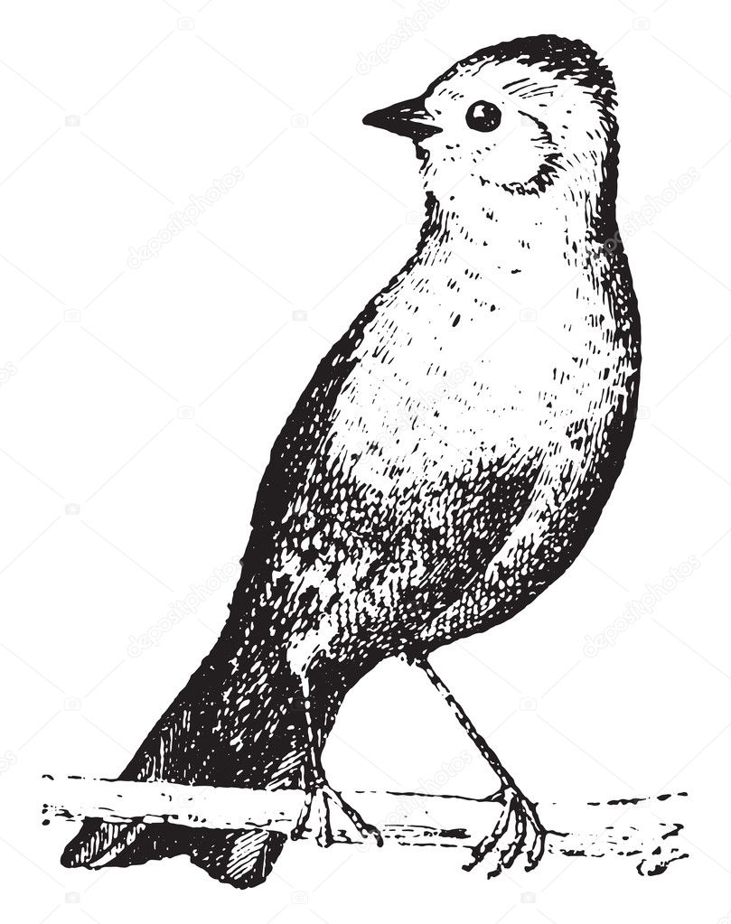 Bunting, vintage engraving. Stock Vector by ©Morphart 103971914