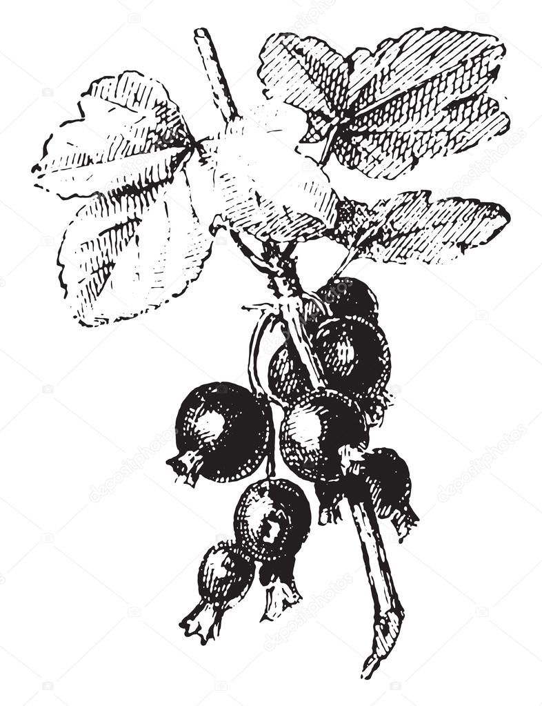 Blackcurrant, vintage engraving. Stock Vector Image by ©Morphart #103973808