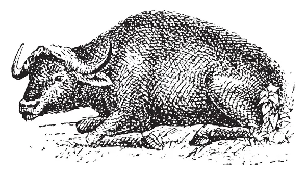 Syrian Bull Worn Brown Slip Large Pierced Eyes Vintage Line Stock ...