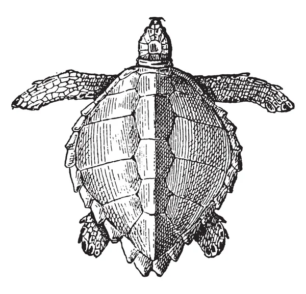 55 Loggerhead Vectors, Royalty-free Vector Loggerhead Images ...