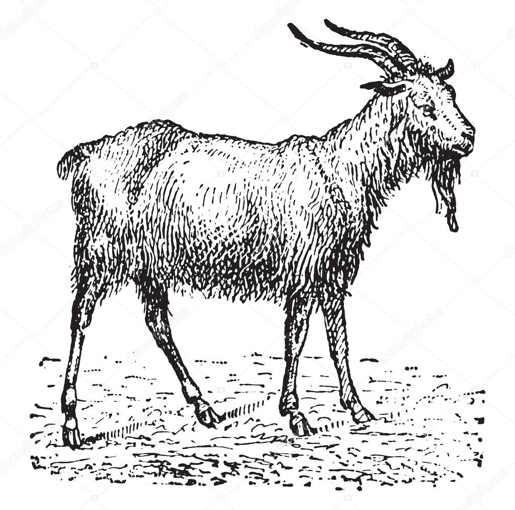 Goat, vintage engraving. Stock Vector Image by ©Morphart #104030006