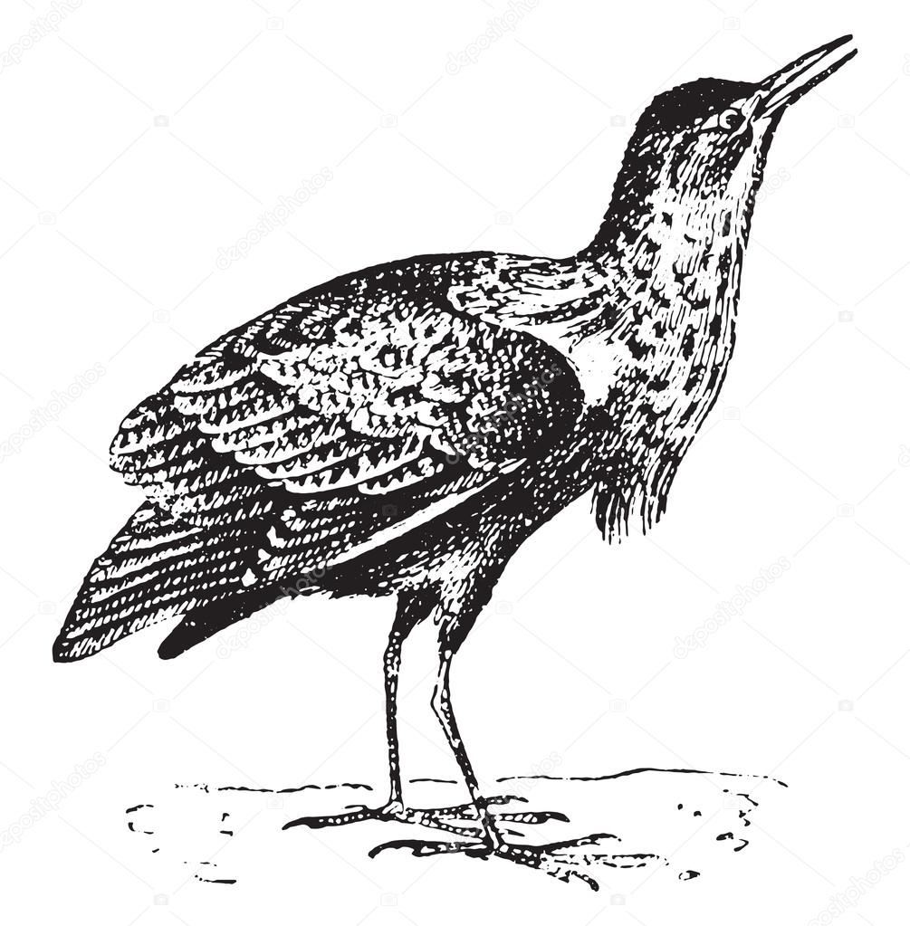 Bittern, vintage engraving. Stock Vector Image by ©Morphart #104035770