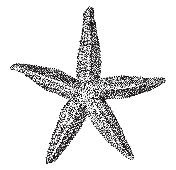 9,523,926 Starfish life cycle Vector Images | Depositphotos