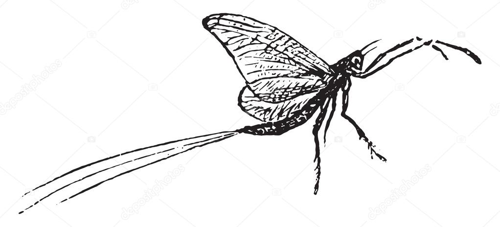 Mayfly, grabado vintage . Vector de stock #90294000 de ©Morphart
