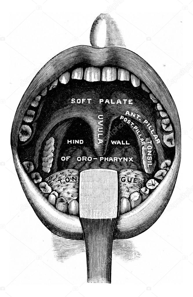 The receiving room, vintage engraving. Stock Illustration by ©Morphart ...