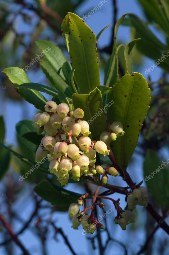 Árbol de fresa (Arbutus unedo) de color claro y campana como flores ...