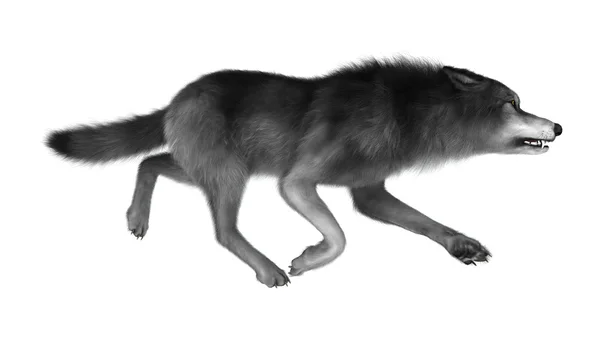 Wolf fart Stock Photos, Royalty Free Wolf fart Images | Depositphotos