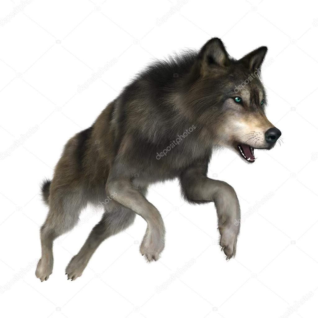 Gray Wolf Jumping
