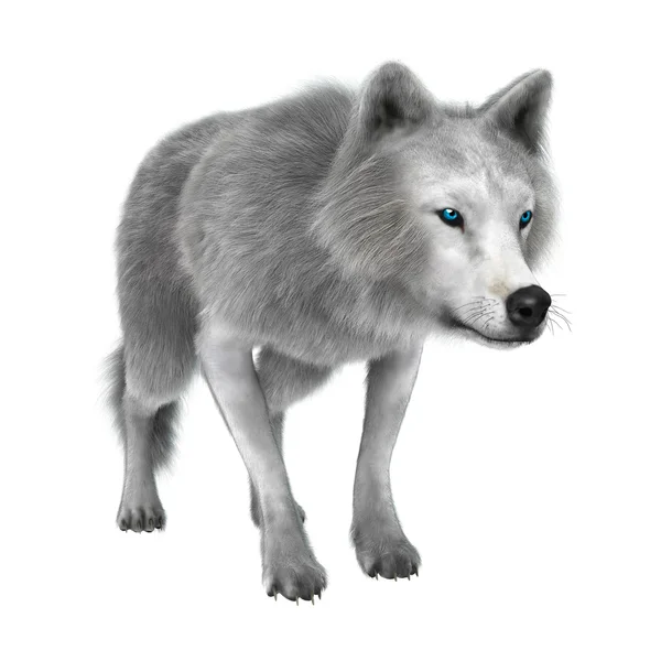 Wolf white background Stock Photos, Royalty Free Wolf white background ...