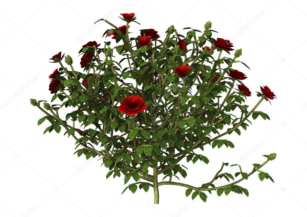 3D Illustration Red Rose Bush on White Stock Photo by ©PhotosVac 107695048