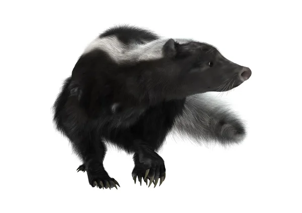 Skunk Stock Photos, Royalty Free Skunk Images | Depositphotos