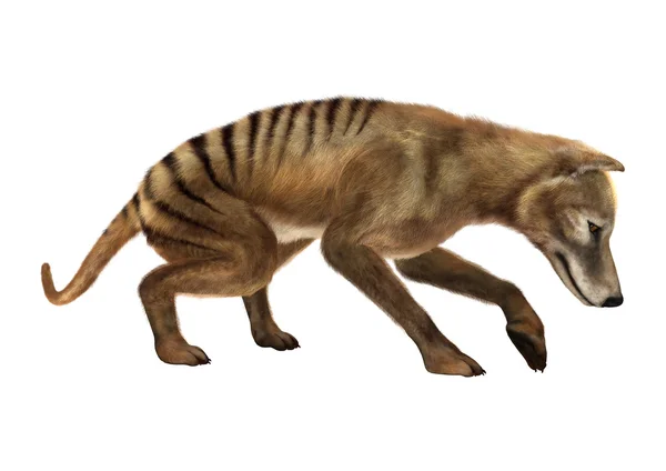 Thylacinus cynocephalus Pictures, Thylacinus cynocephalus Stock Photos ...