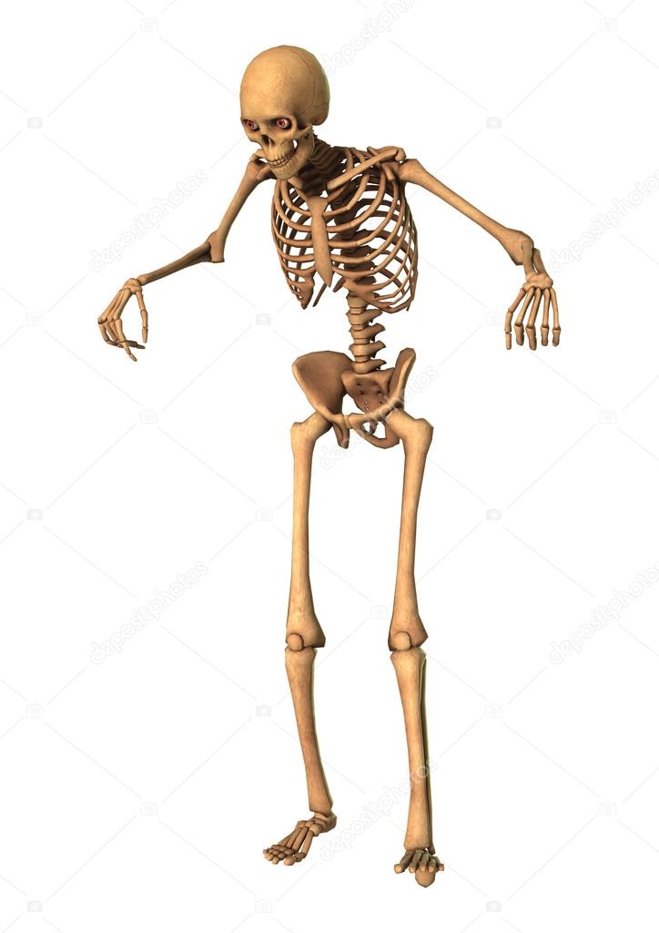 3D Rendering Human Skeleton on White Stock Photo by ©PhotosVac 110642484