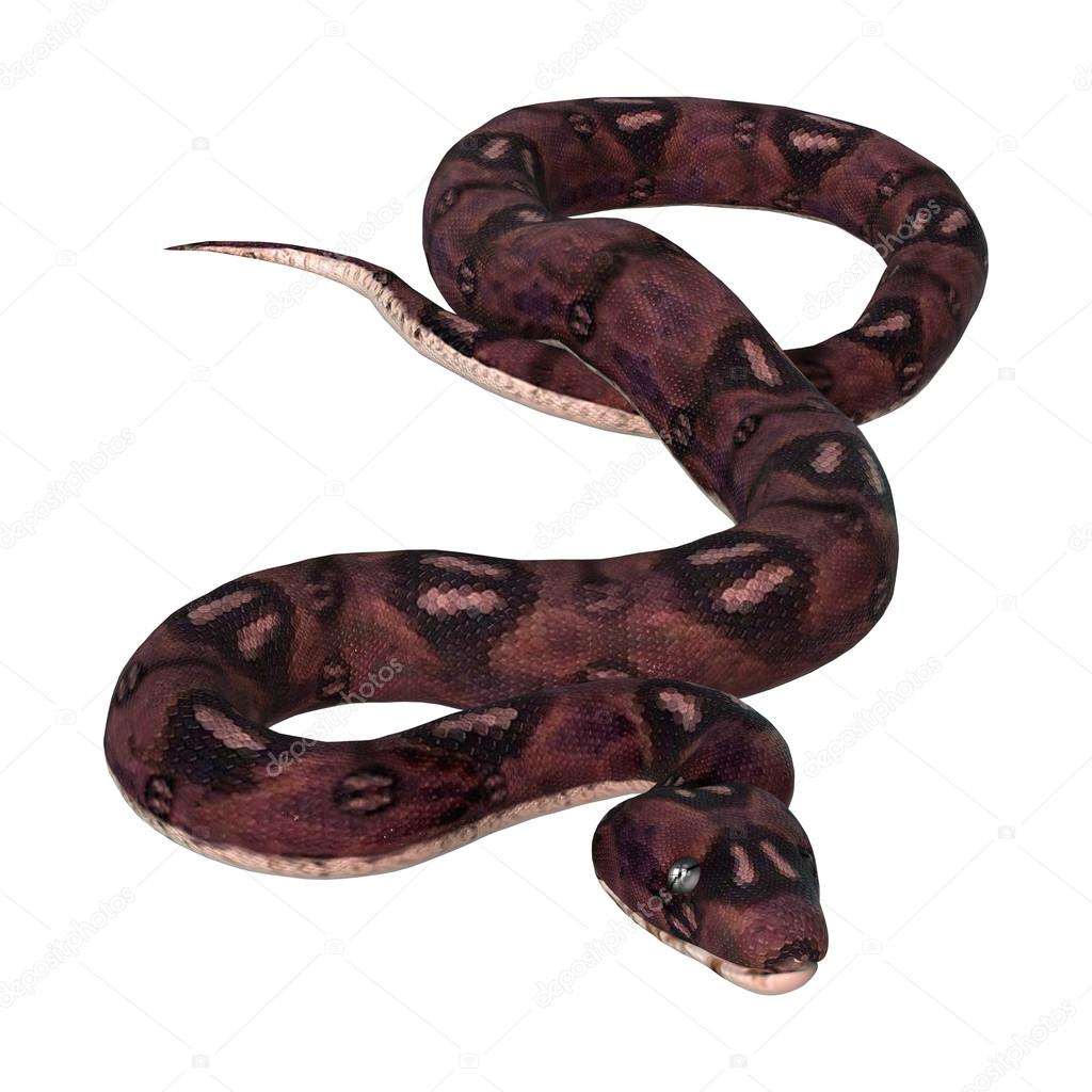 3D Rendering Anaconda Snake on White — Stock Photo © PhotosVac #117989052