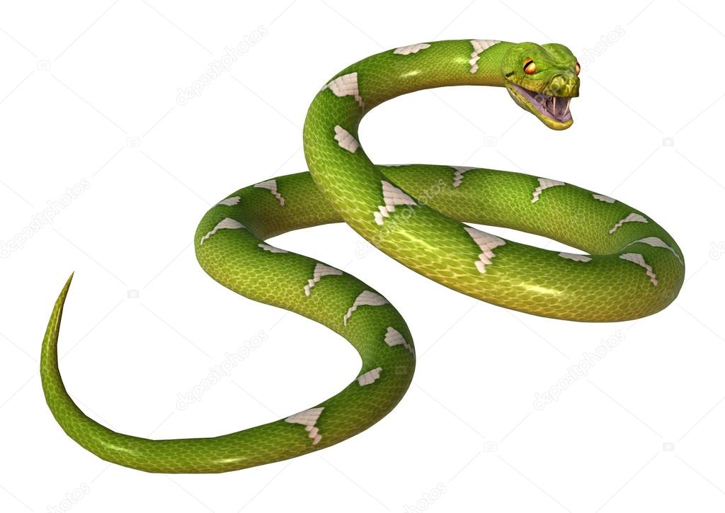 3D Rendering Green Tree Python on White — Stock Photo © PhotosVac ...