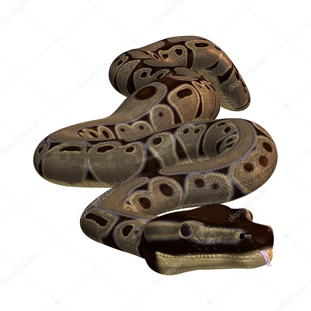 3D Rendering Ball Python on White — Stock Photo © PhotosVac #119981762