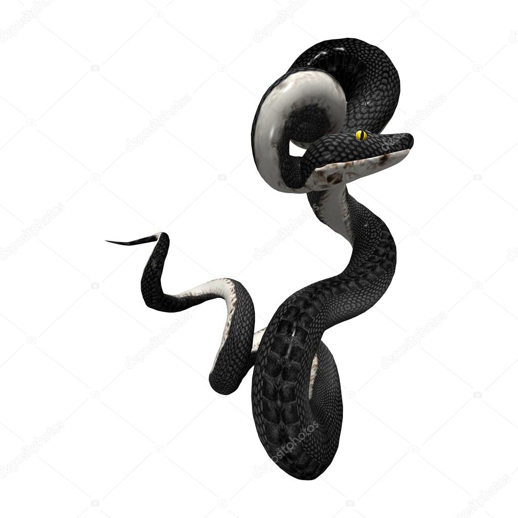 3D Rendering Southern Black Racer on White Stock Photo by ©PhotosVac ...