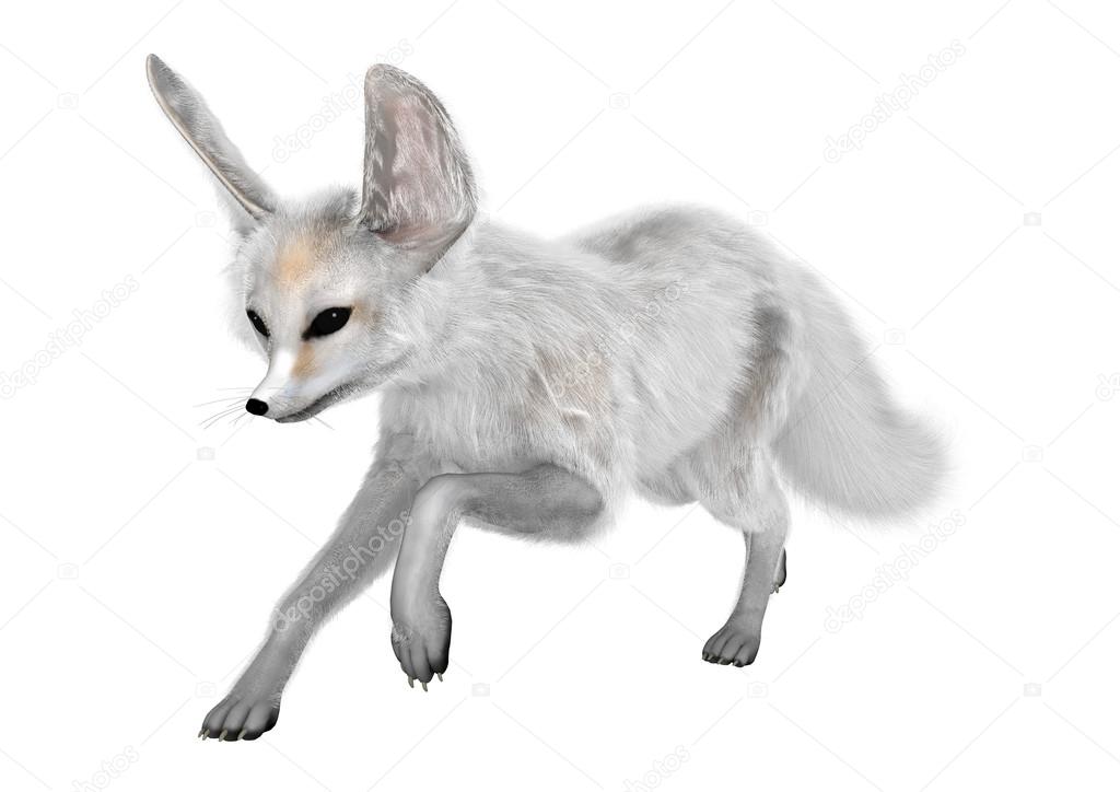 3D Rendering Fennec Fox on White — Stock Photo © PhotosVac #124729358