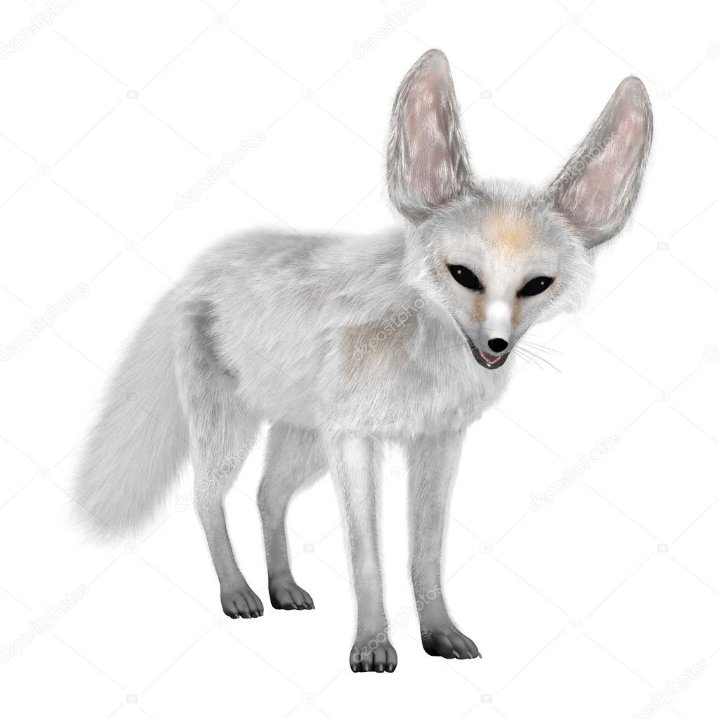 Representación 3D Fennec Fox en blanco — Foto de stock © PhotosVac ...