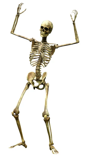 Rendering Human Skeleton Isolated White Background Stock Photo by ...