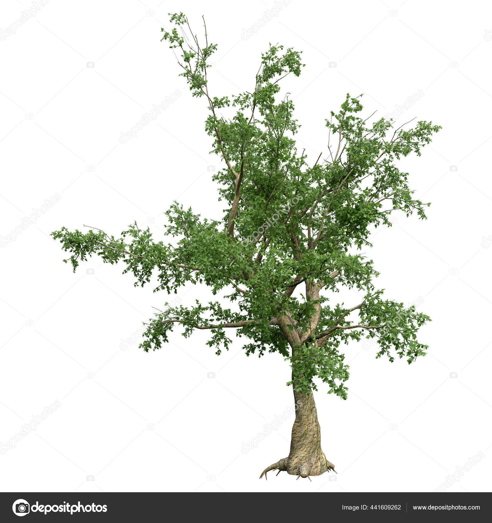 Rendering Green Sycamore Tree Isolated White Background — Stock Photo ...