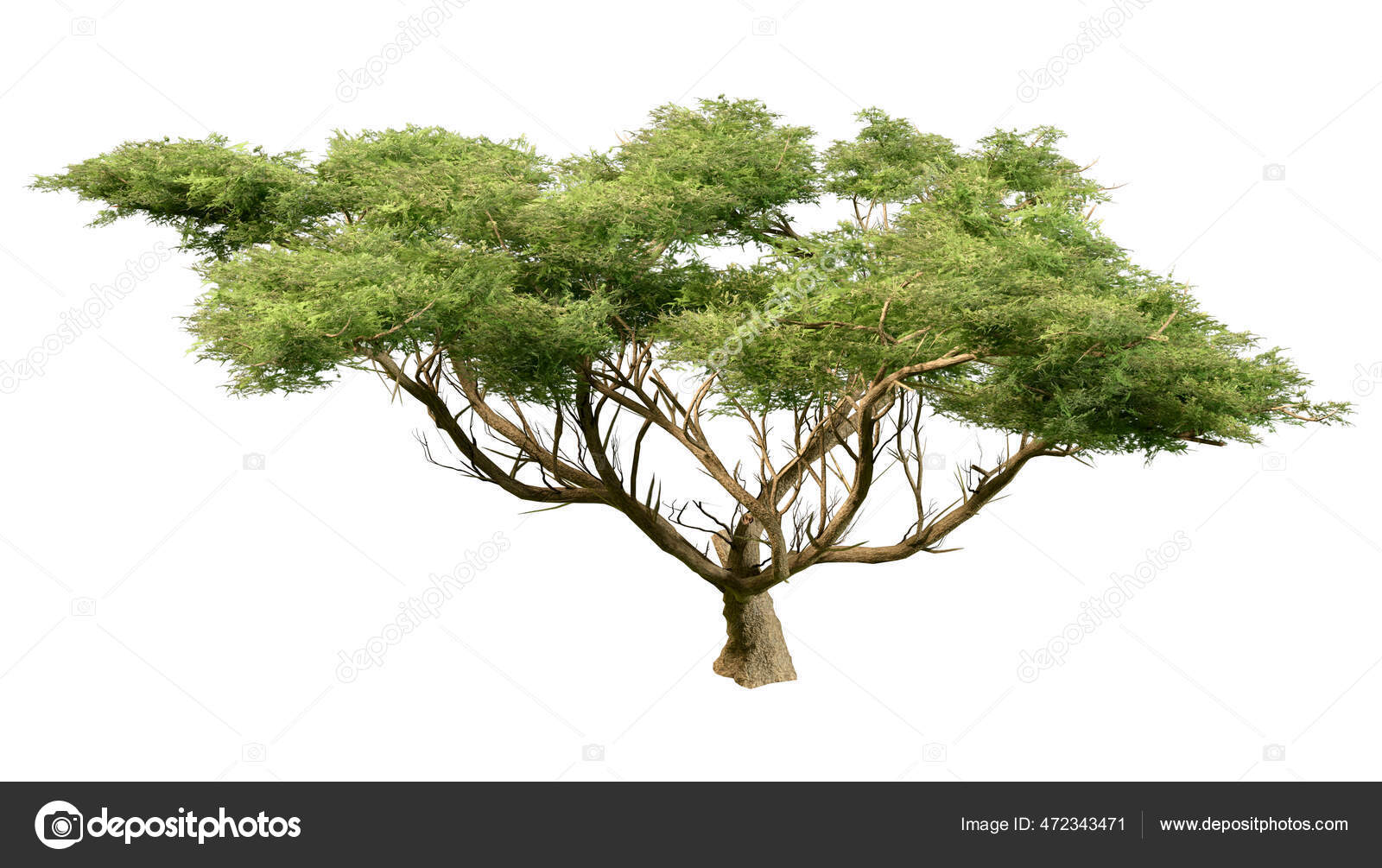 Rendering Green Acacia Tree Isolated White Background — Stock Photo ...