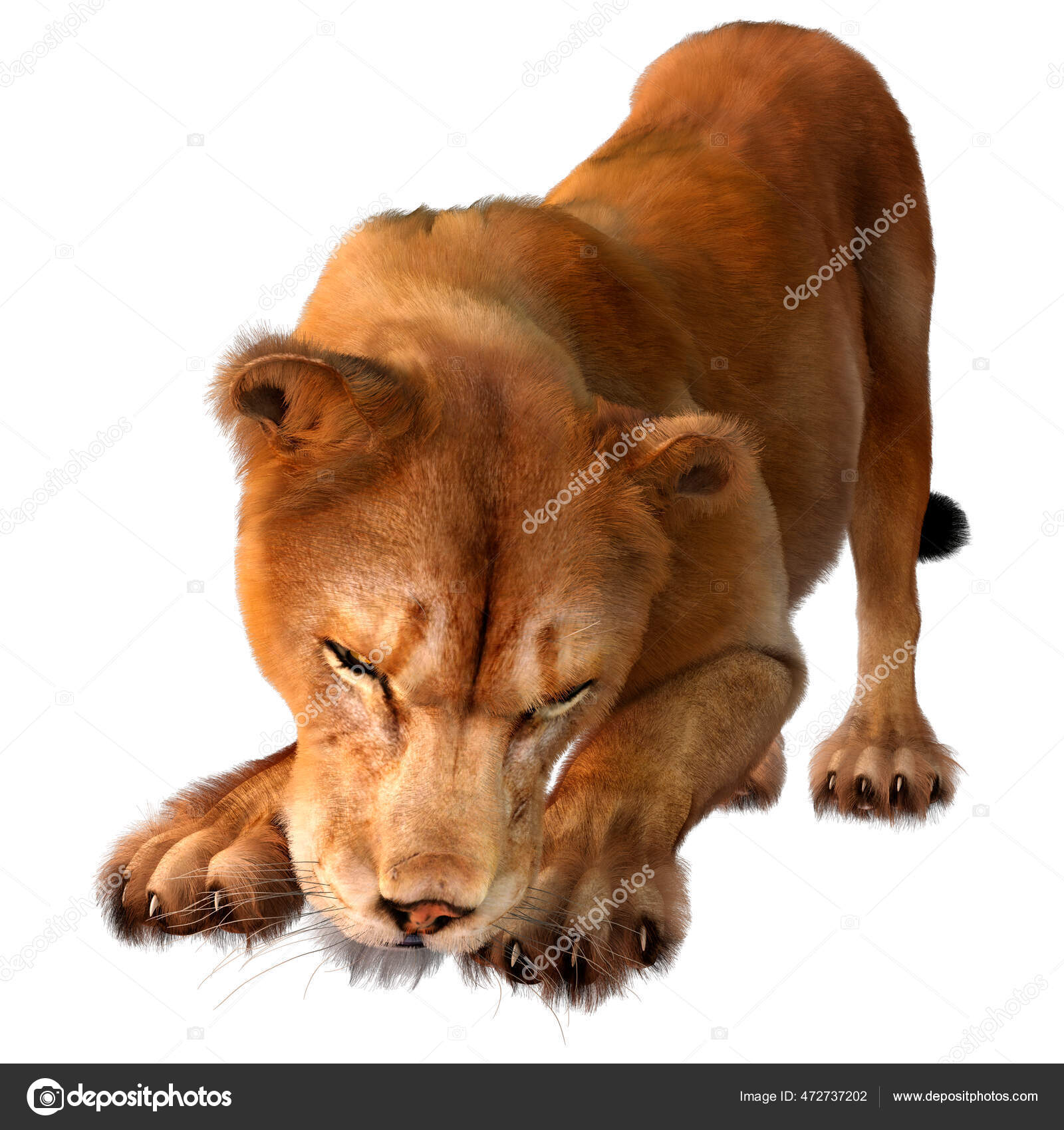 Representación Una Leona Hembra Aislada Sobre Fondo Blanco — Foto de ...